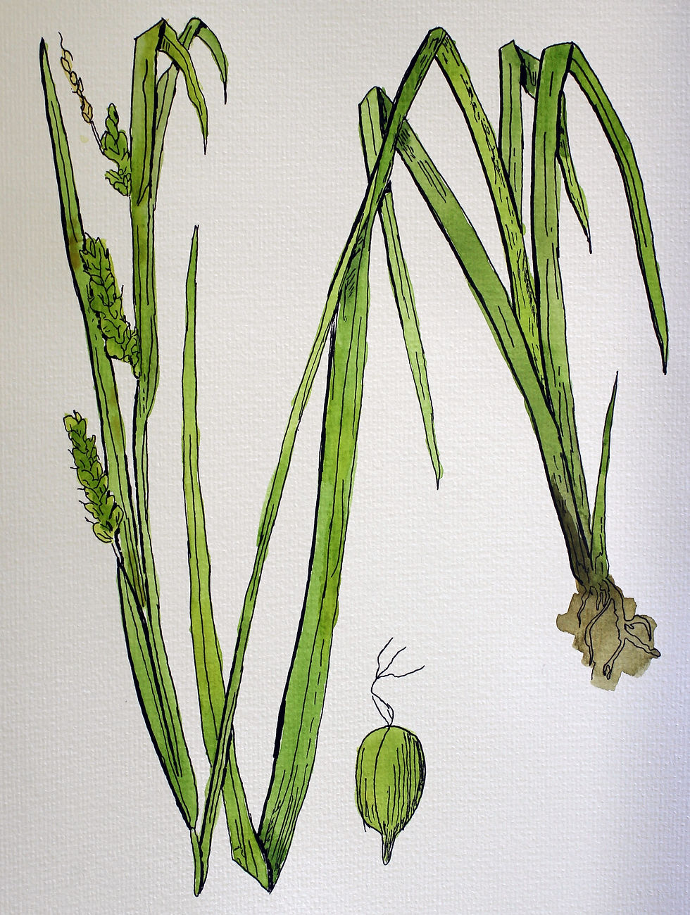 Carex blanda- Common Wood Sedge | rivercitynatives