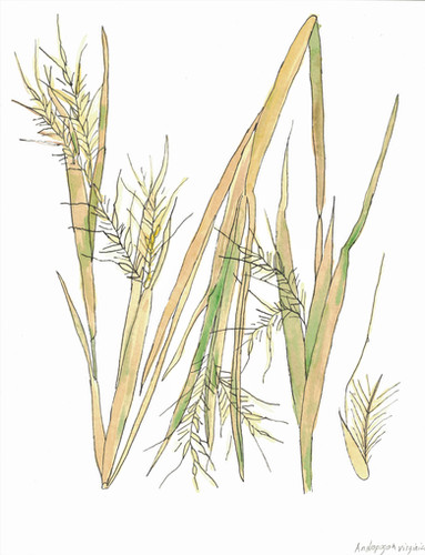 Andropogon virginicus - Broomsedge | rivercitynatives
