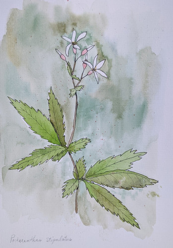 Porteranthus stipulatus- American Ipecac | rivercitynatives