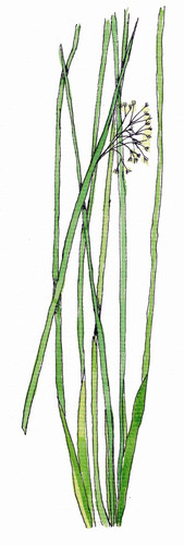 Juncus effusus - Common Rush | rivercitynatives