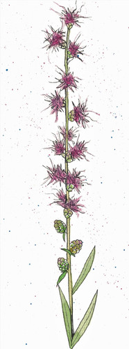 Liatris aspera- Button Blazing Star | rivercitynatives