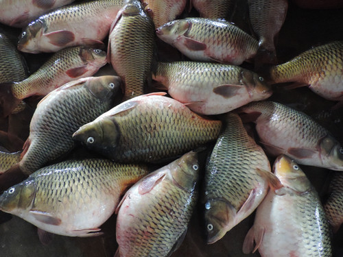 ปลาไน Common Crap | Thongmankong