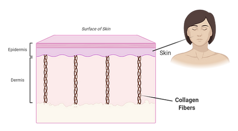 Collagen & Skin Health | Physionic
