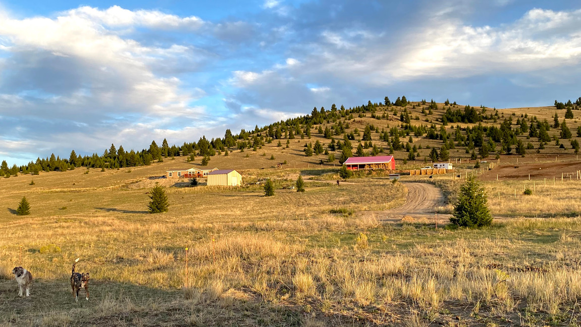 Rocking H Ranch | horse breeding | Ramsay, Butte, MT, USA