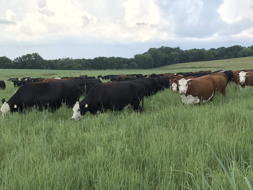 Native Warm Season Grazing Mix #2 | Mysite