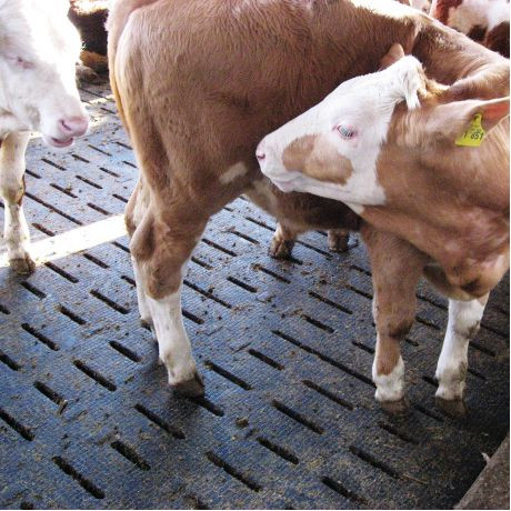 Kraiburg Rubber Coverings for Beef Rearing | Kitt Ltd