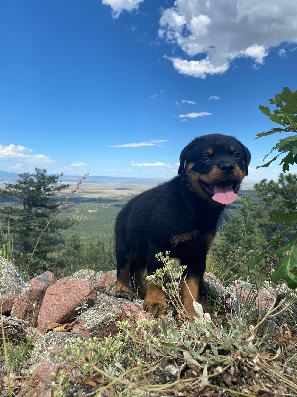 Home | Heavenly Rottweilers rottweiler puppies Colorado