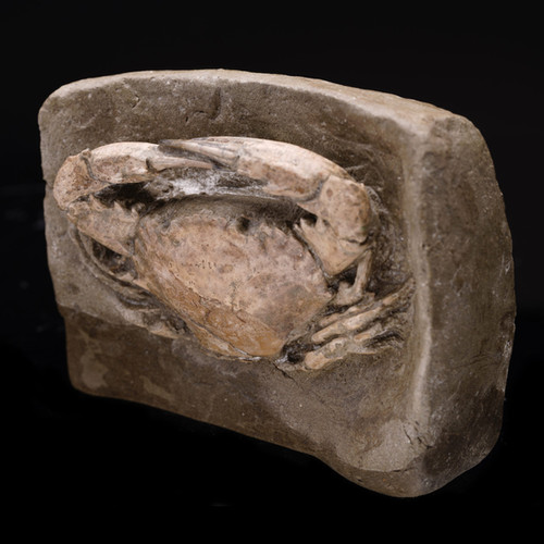 Fossilized Crab from Pliocene Era | Astro West
