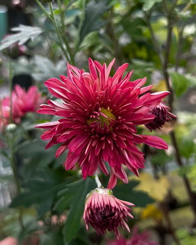 Chrysanthemum 'Wendy Tench' | Seagate Nurseries