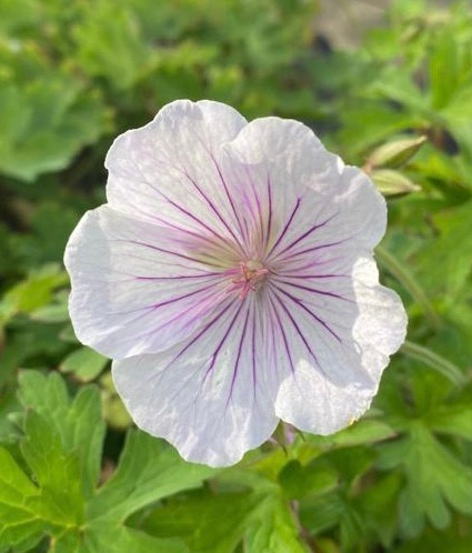 Geranium himalayense ‘Derrick Cook’ | Seagate Nurseries