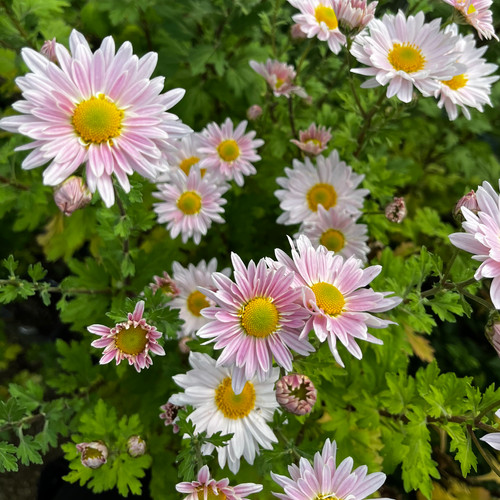 Chrysanthemum 'Innocence' | Seagate Nurseries