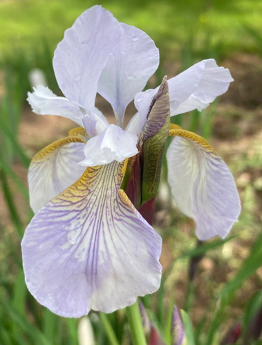 Mrs Rowe (Sib) | Seagate Nurseries