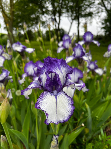 Bold Print (IB) | Seagate Nurseries