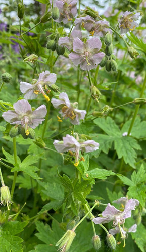 Geranium phaeum ‘stillingfleet ghost’ | Seagate Nurseries