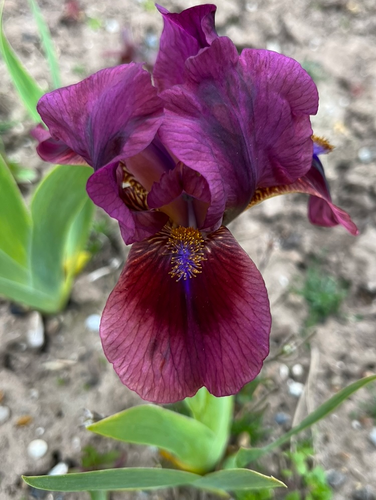 Lady In Red (SDB) | Seagate Nurseries