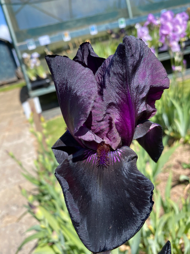Sable Night (TB) | Seagate Nurseries