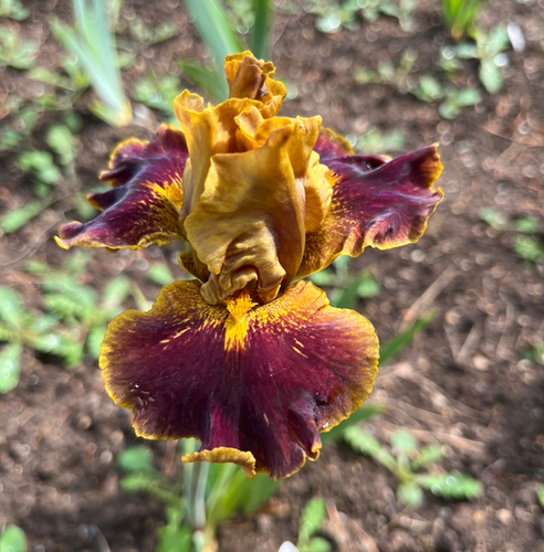 Brat (IB) | Seagate Nurseries