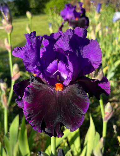 Local Color (TB) | Seagate Nurseries