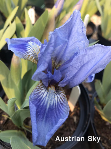Austrian Sky (sdb) | Seagate Nurseries