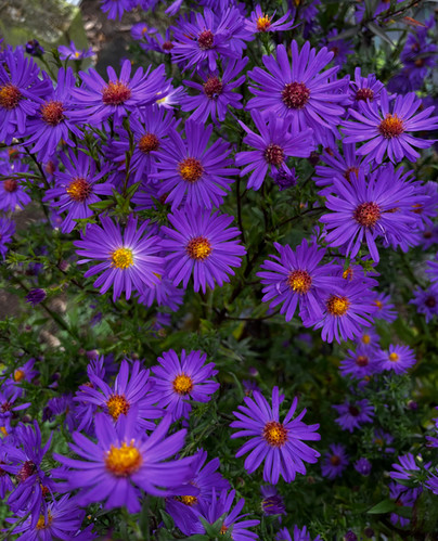 Symphyotrichum laeve ‘Orpheus' | Seagate Nurseries