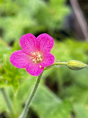 Geranium x oxonianum ‘Stillingfleet Keira’ | Seagate Nurseries