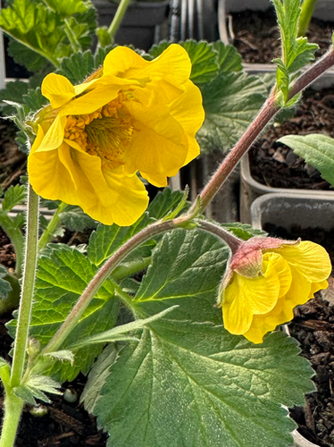 Geum ‘Emory Quinn’ | Seagate Nurseries