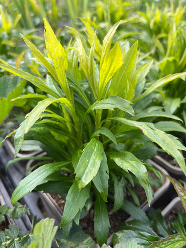 Solidago ‘Golden Baby’ | Seagate Nurseries