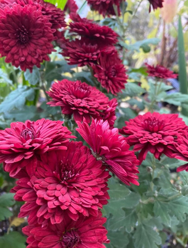 Chrysanthemum ‘Ruby Mound’ | Seagate Nurseries