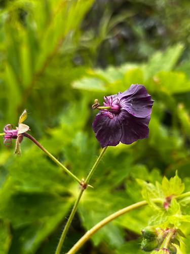 Geranium phaeum 'Lisa' | Seagate Nurseries
