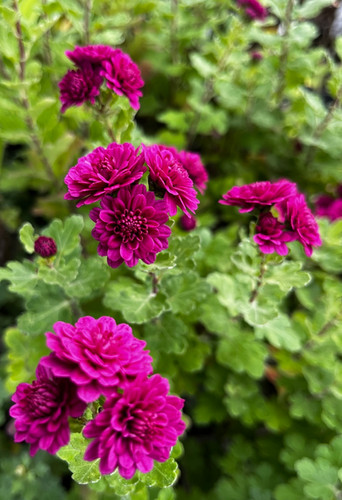 Chrysanthemum 'Julia Peterson' | Seagate Nurseries