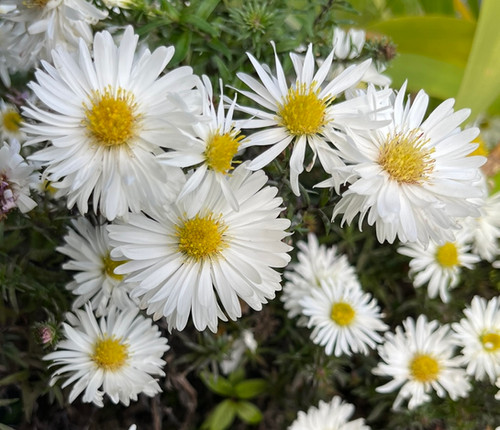 Aster novi-belgii ‘Snowsprite’ | Seagate Nurseries