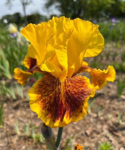 Fanfaron (TB) | Seagate Nurseries