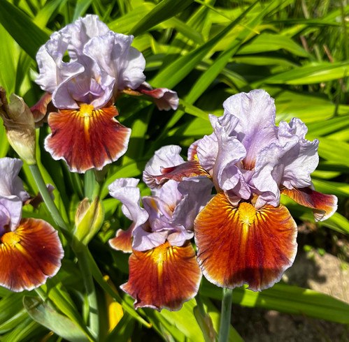 Man’s Best Friend (IB) | Seagate Nurseries