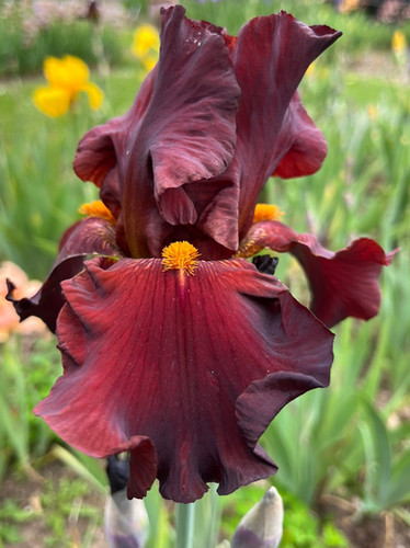 Gallant Moment (TB) | Seagate Nurseries