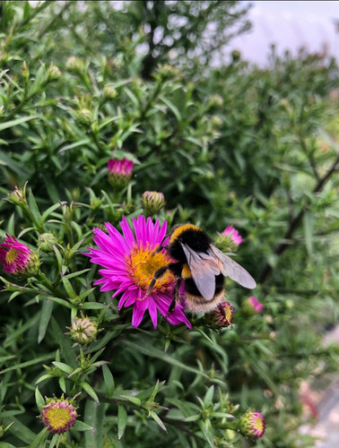 Aster novi-Belgii ‘Dandy’ | Seagate Nurseries