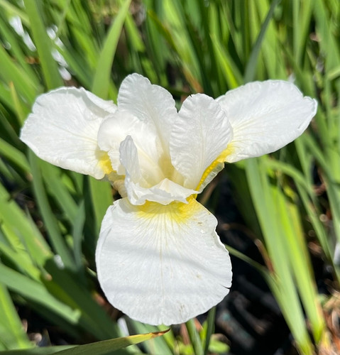 Snowcrest (Sib) | Seagate Nurseries