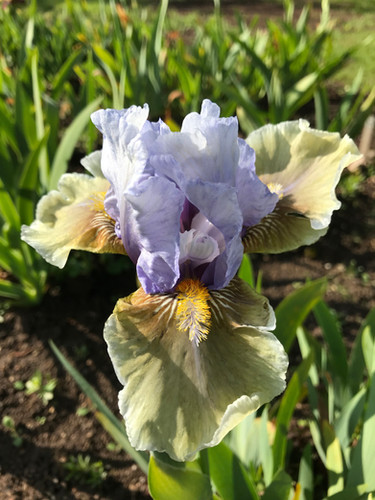 Captain Indigo (IB) | Seagate Nurseries