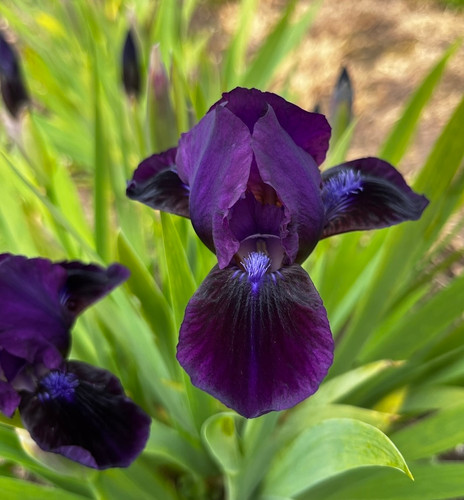 Dark Crystal (SDB) | Seagate Nurseries