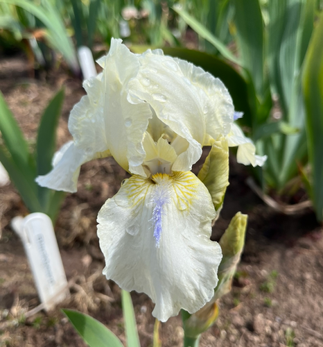 Hi (IB) | Seagate Nurseries