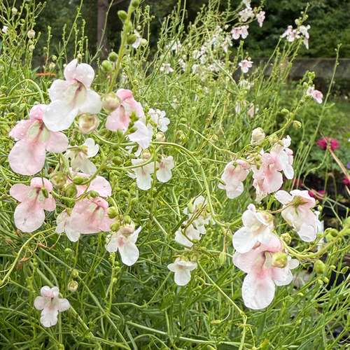 Diascia integerrima 'Blush' | Seagate Nurseries