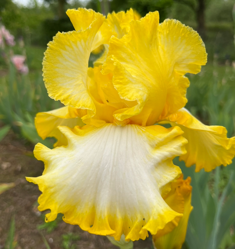 Lemon Fever (TB) | Seagate Nurseries