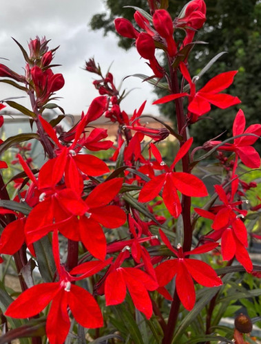 Lobelia 'Bees Flame' | Seagate Nurseries