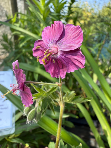 Geranium phaeum ‘Chocolate Biscuit’ | Seagate Nurseries