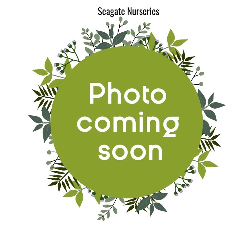 Tall Bearded Iris | Seagate Nurseries