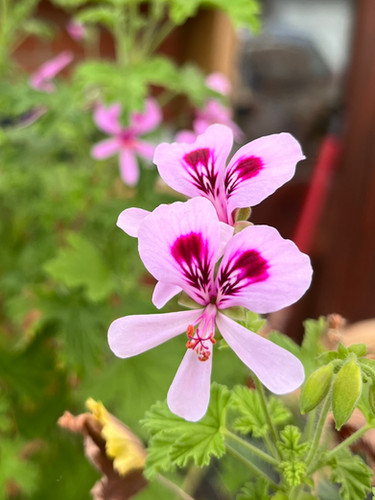 Pelargonium 'Lemon Fancy' | Seagate Nurseries