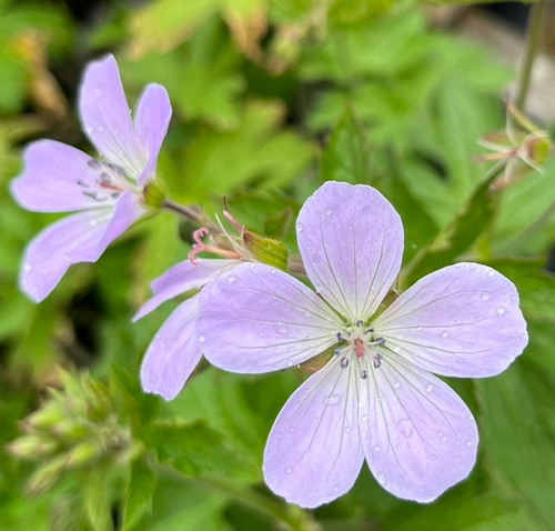 Geranium ‘Cyril’s Fancy’ | Seagate Nurseries