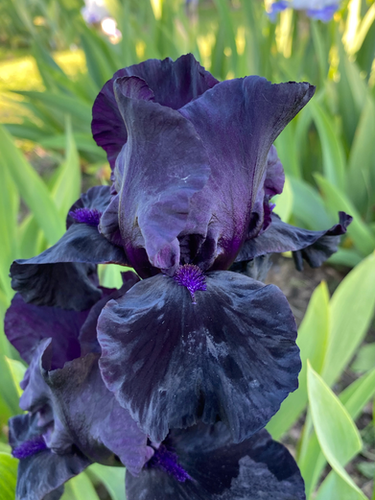 Helen Proctor (IB) | Seagate Nurseries