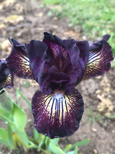 Ruby Eruption (SDB) | Seagate Nurseries