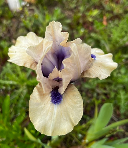 Tickety Boo (SDB) | Seagate Nurseries