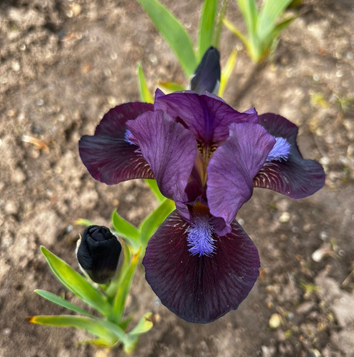 Little Black Belt (SDB) | Seagate Nurseries